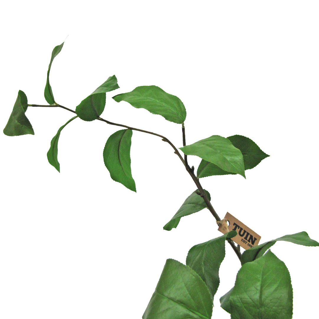 Salal Leaf Stem - 43" H – WILLS & PRIOR